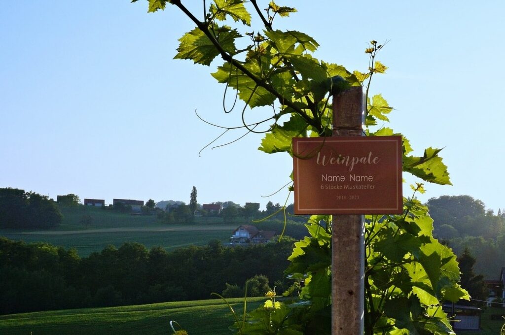 Perner Weingut - Weingut Perner