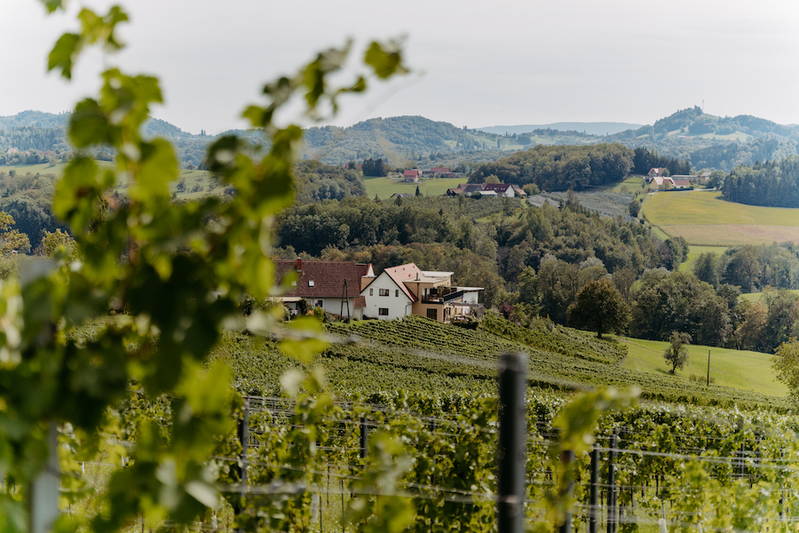 Weingarten - Weingut Perner